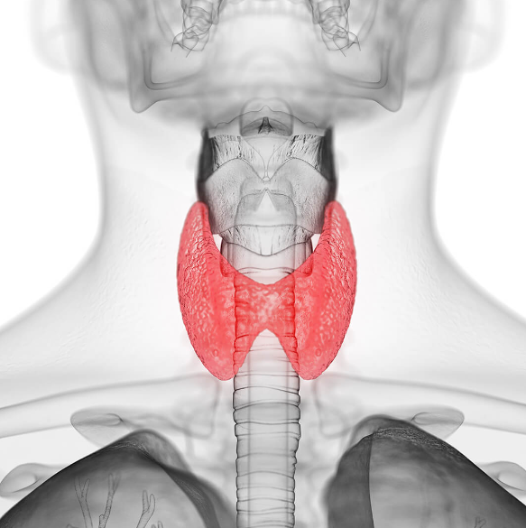 WORLD THYROID DAY 2023 – Vigyan Setu Foundation